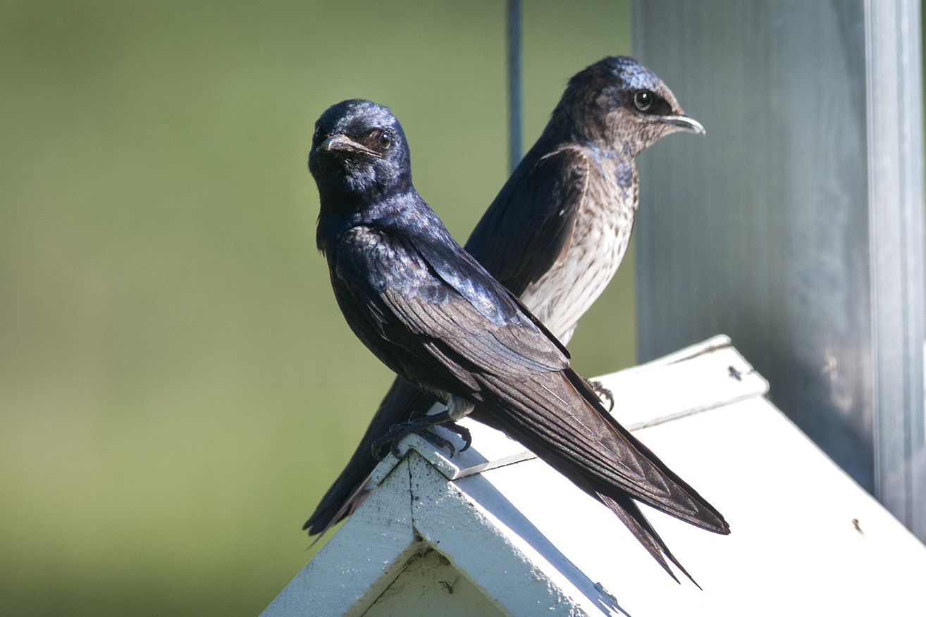 Gallery: Purple Martin Research 7-14-17 | BSU News | Bemidji State ...