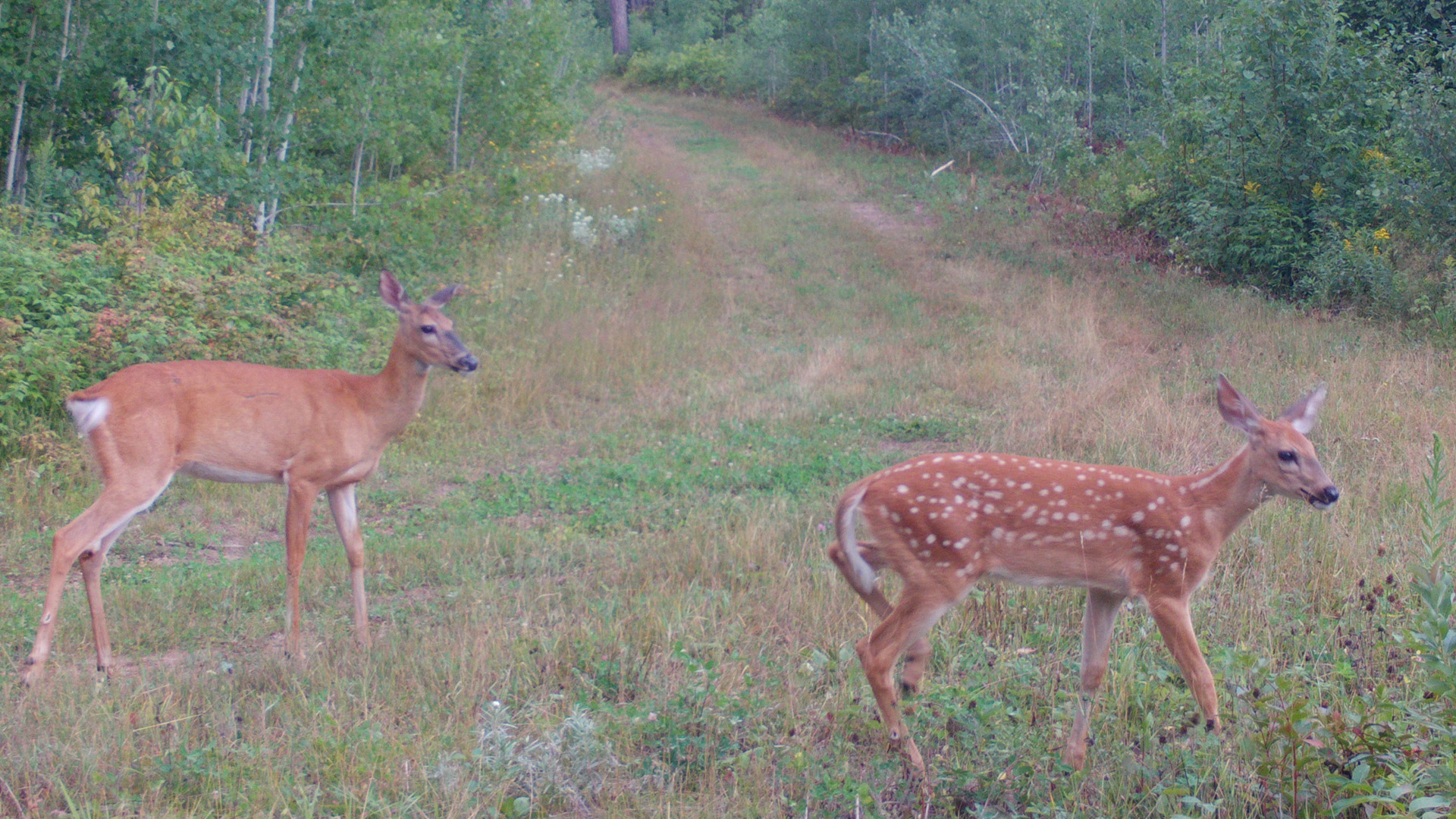 BSU Deer Survey Expertise Supports Fond du Lac Band’s Elk Restoration ...